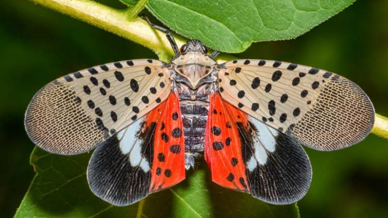 Si ves este insecto ¡tómale una foto y mátalo! - NoiVisión Georgia